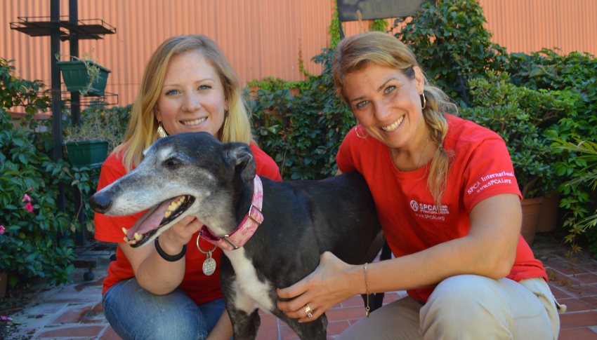 Our History - SPCA International