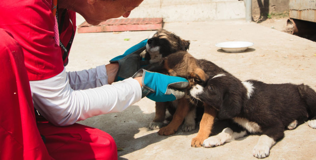 Mission, Vision & Values - SPCA International