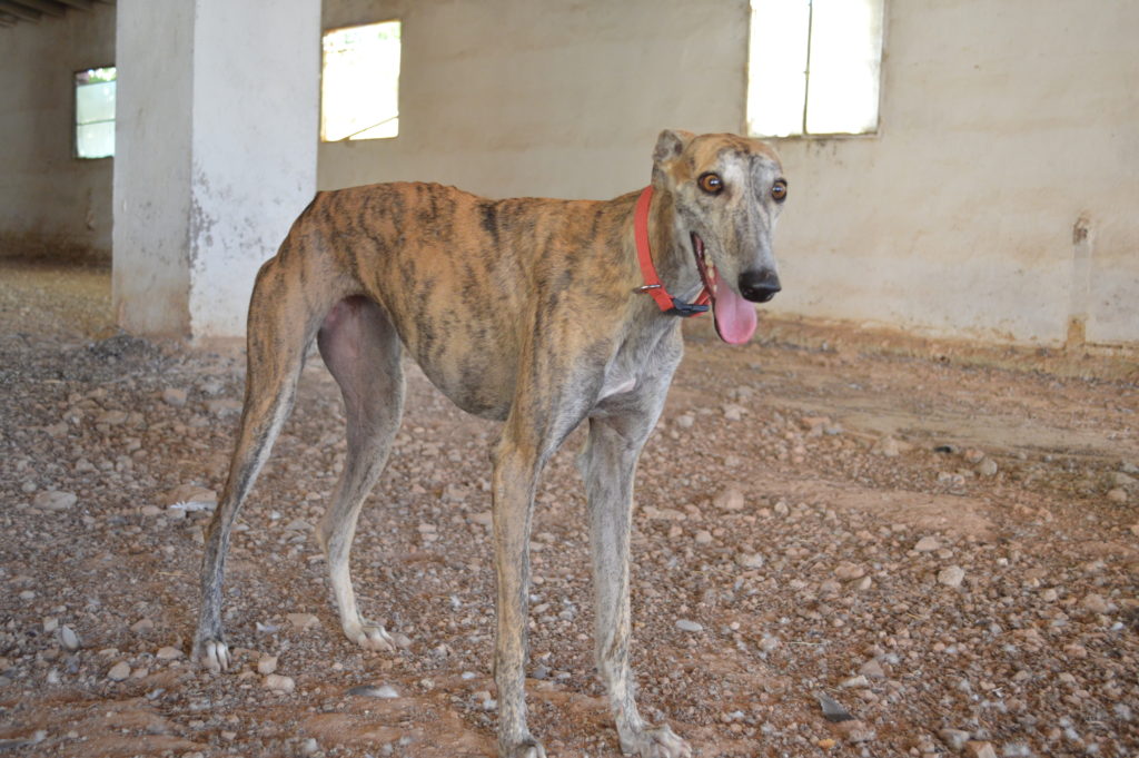 Learn More About Spanish Greyhounds - SPCA International