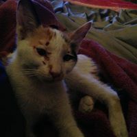 Erbil Cats - SPCA International