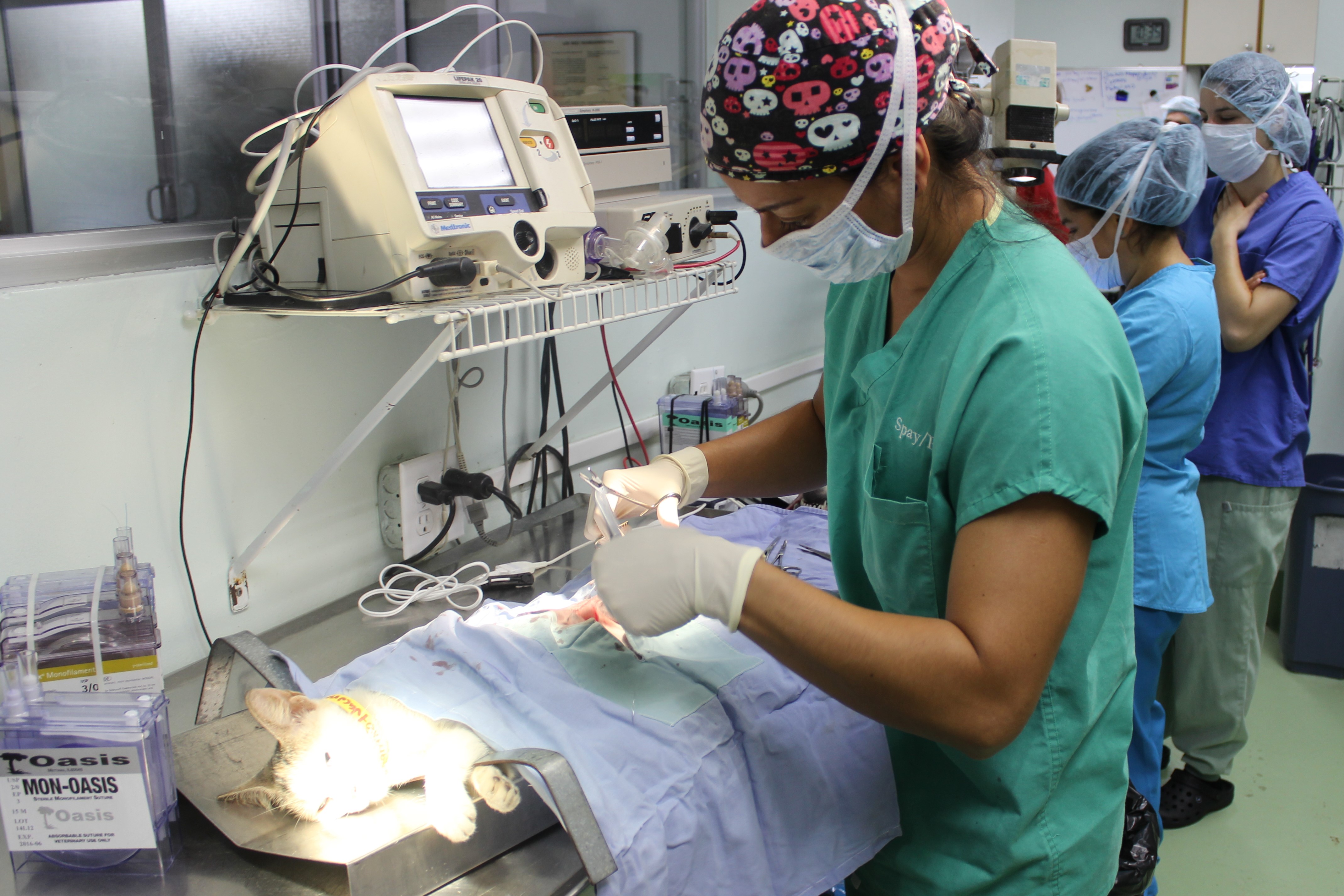 Spay & Neuter - An Overview - SPCA International