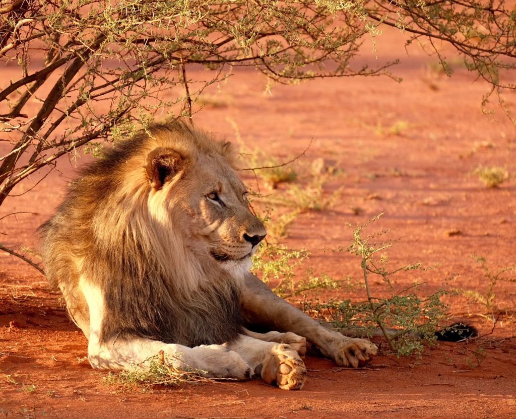 Trophy Hunting Defined - SPCA International