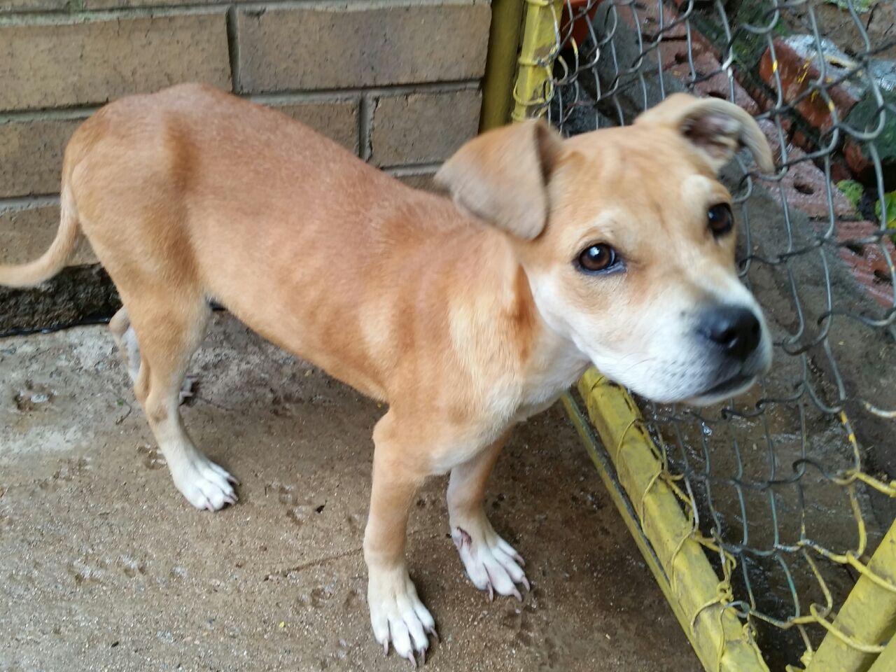 Paws R Us - SPCA International