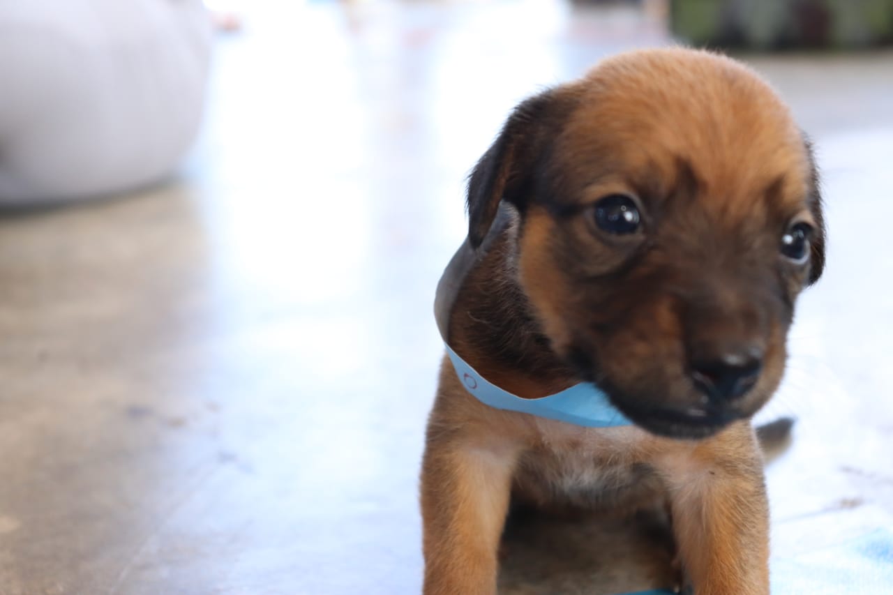 Over 700 Animals Treated - SPCA International