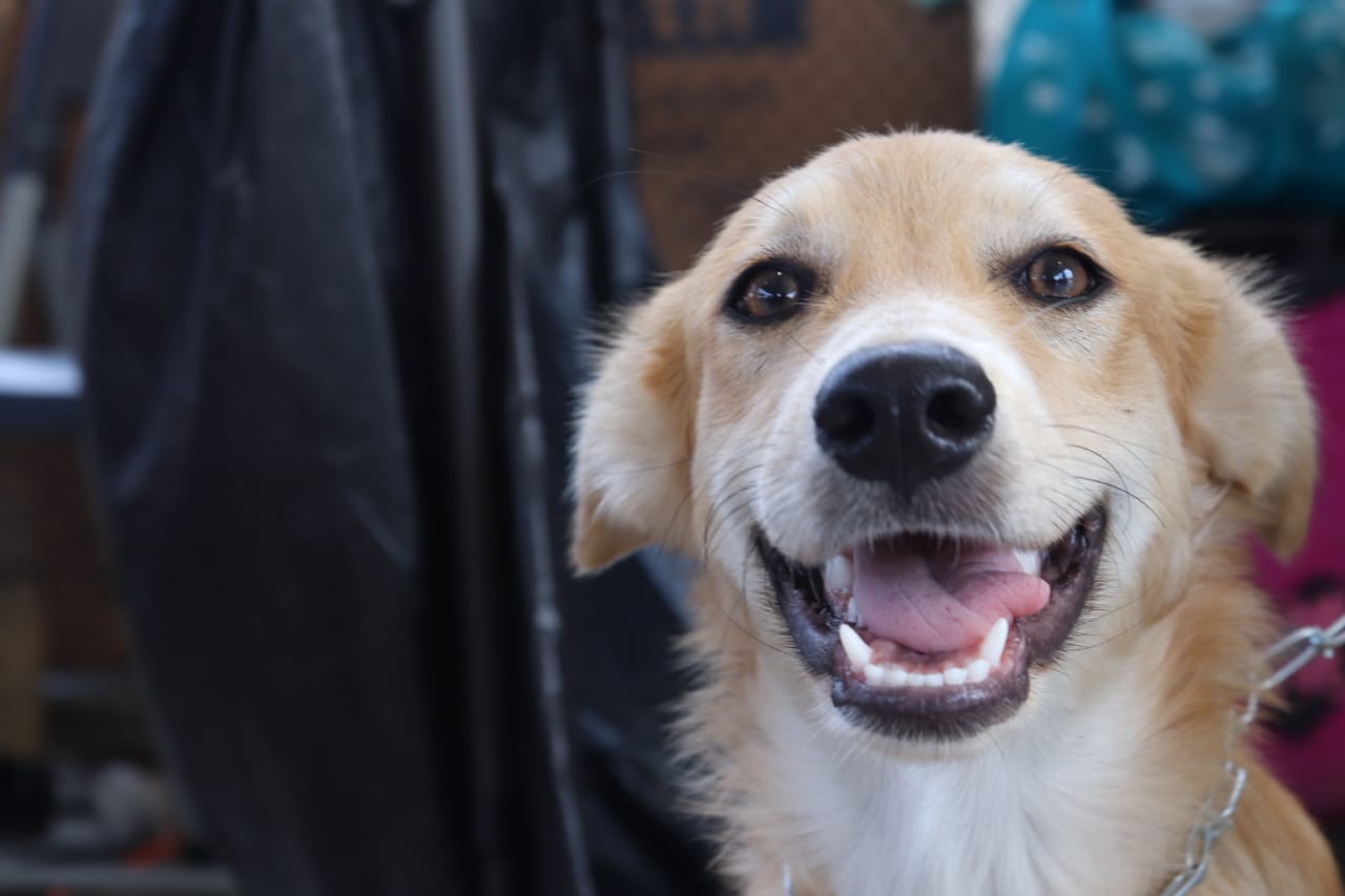 Over 700 Animals Treated - SPCA International