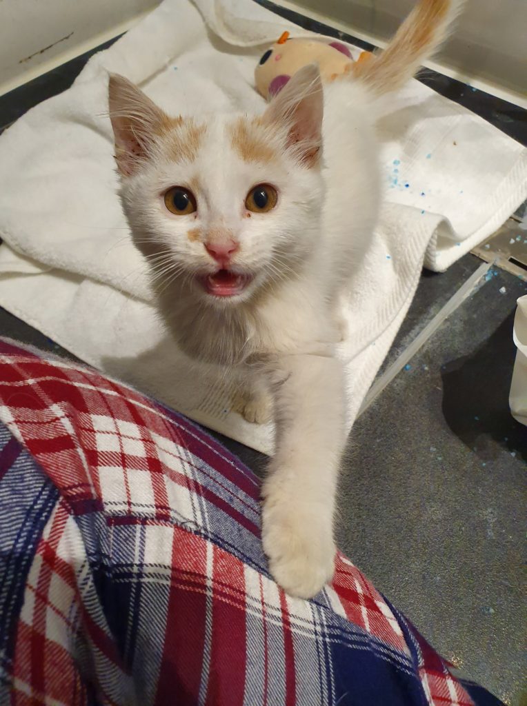 Cairo Animal Rescue Team - SPCA International