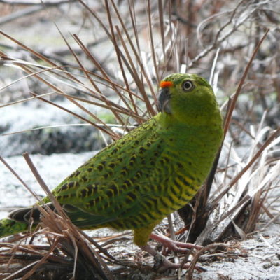 Friends of the Western Ground Parrot - SPCA International