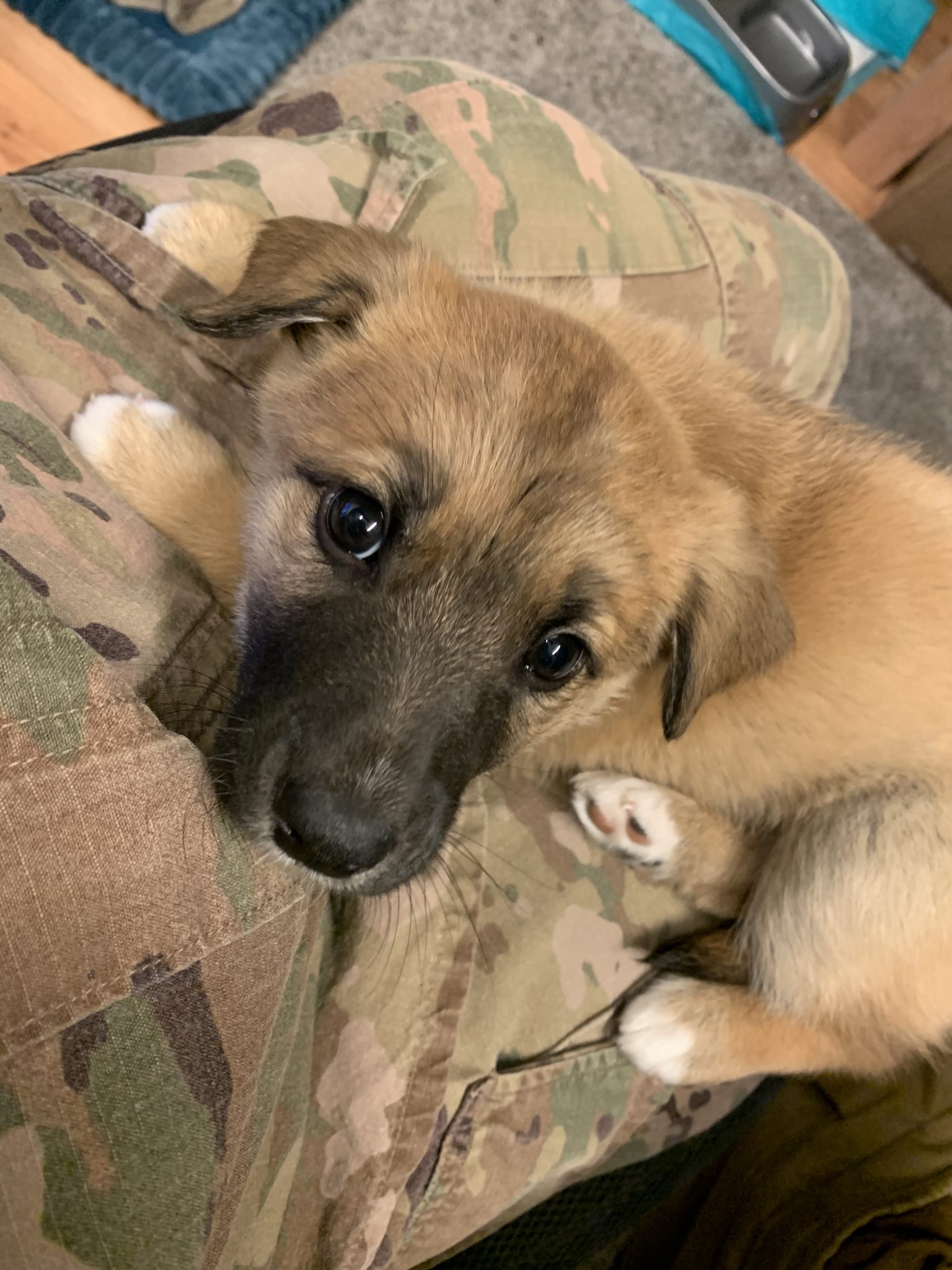 Military Rescues Affected by COVID-19 - SPCA International