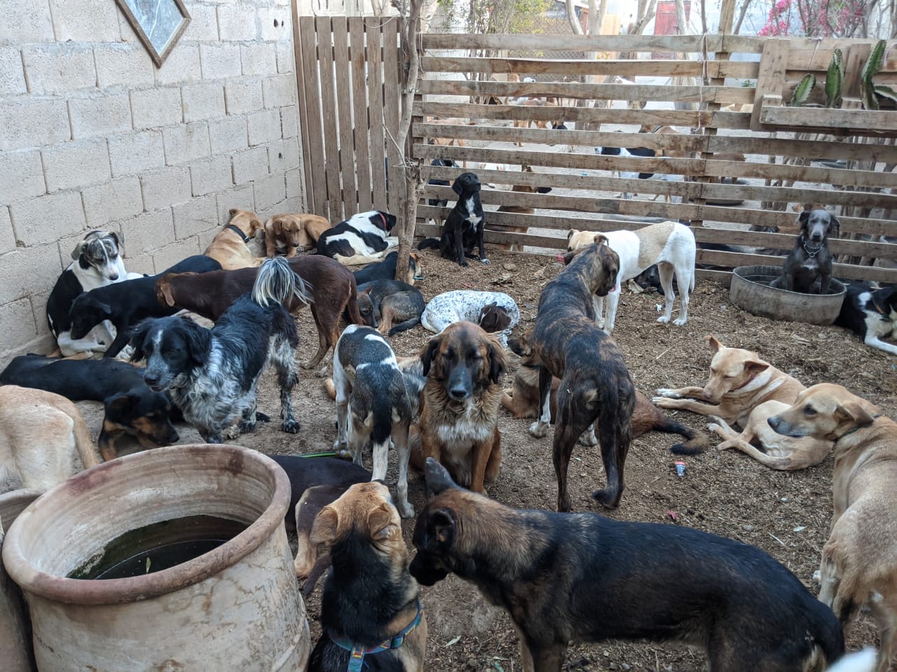 Morocco Animal Aid - SPCA International