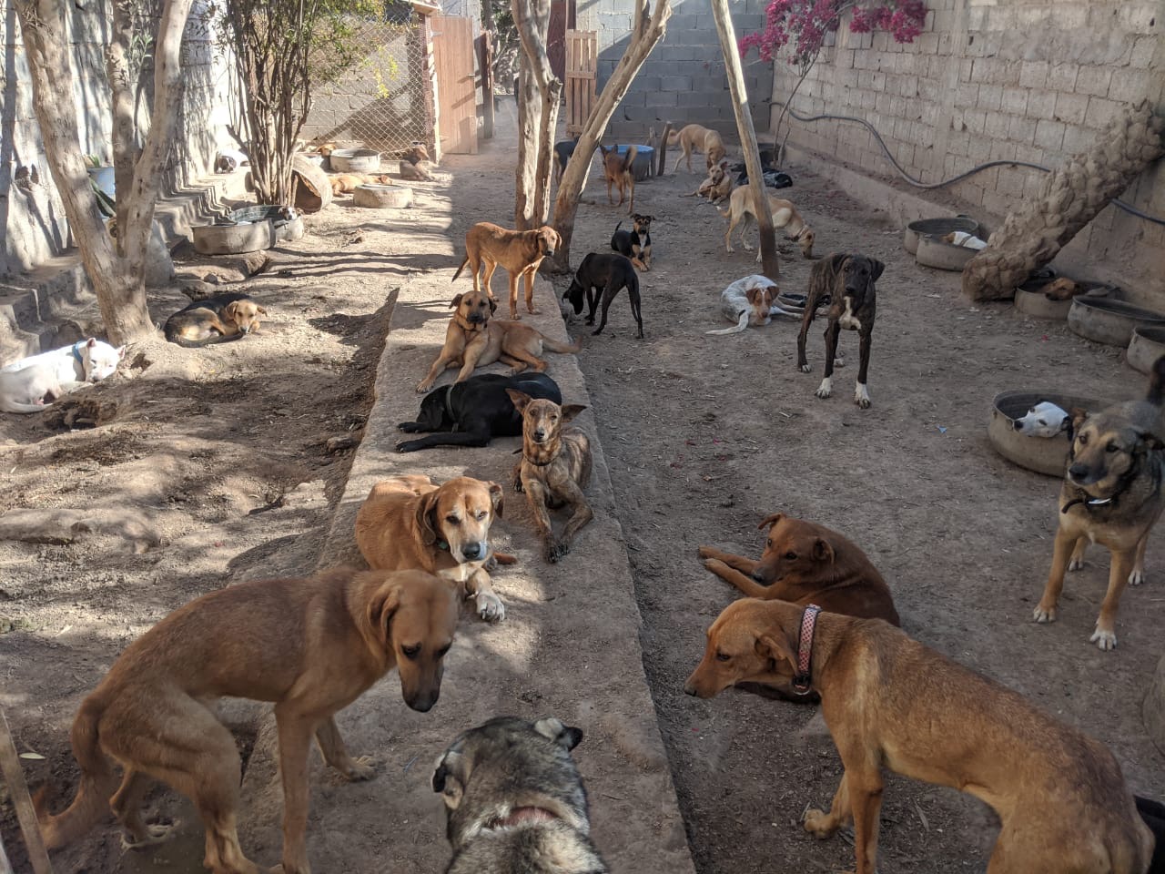 Morocco Animal Aid - SPCA International