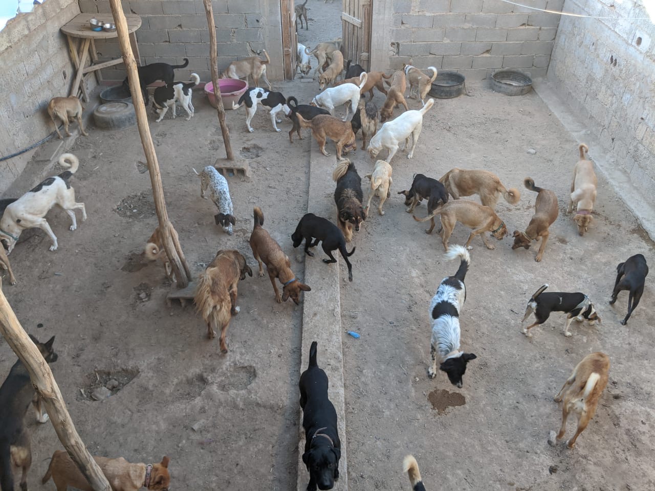 Morocco Animal Aid - SPCA International