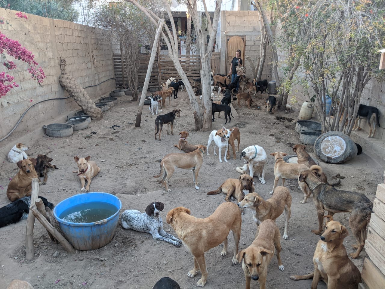 Morocco Animal Aid - SPCA International