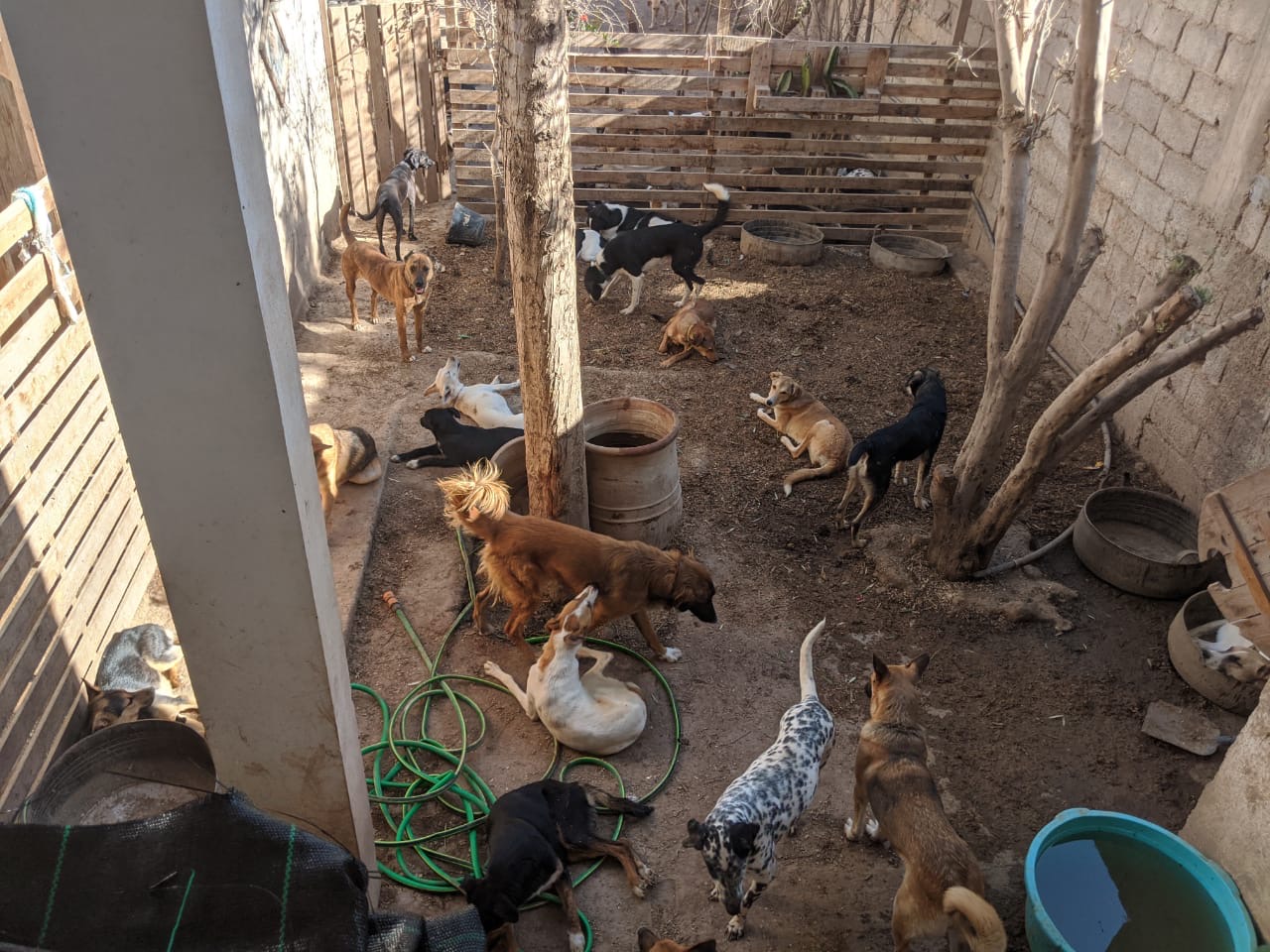 Morocco Animal Aid - SPCA International