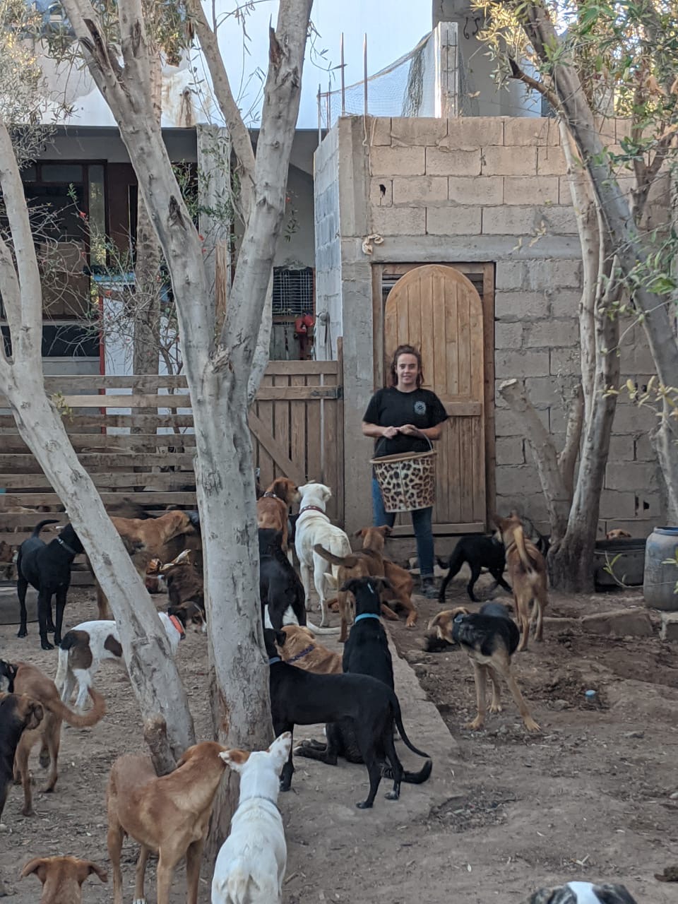 Morocco Animal Aid - SPCA International