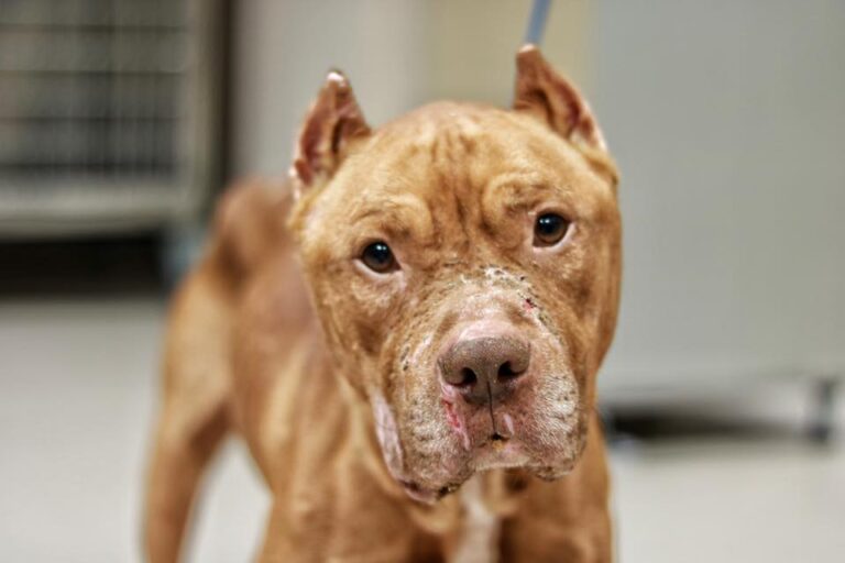 Marley’s Mutts - SPCA International