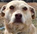 Adopt an Animal - SPCA International