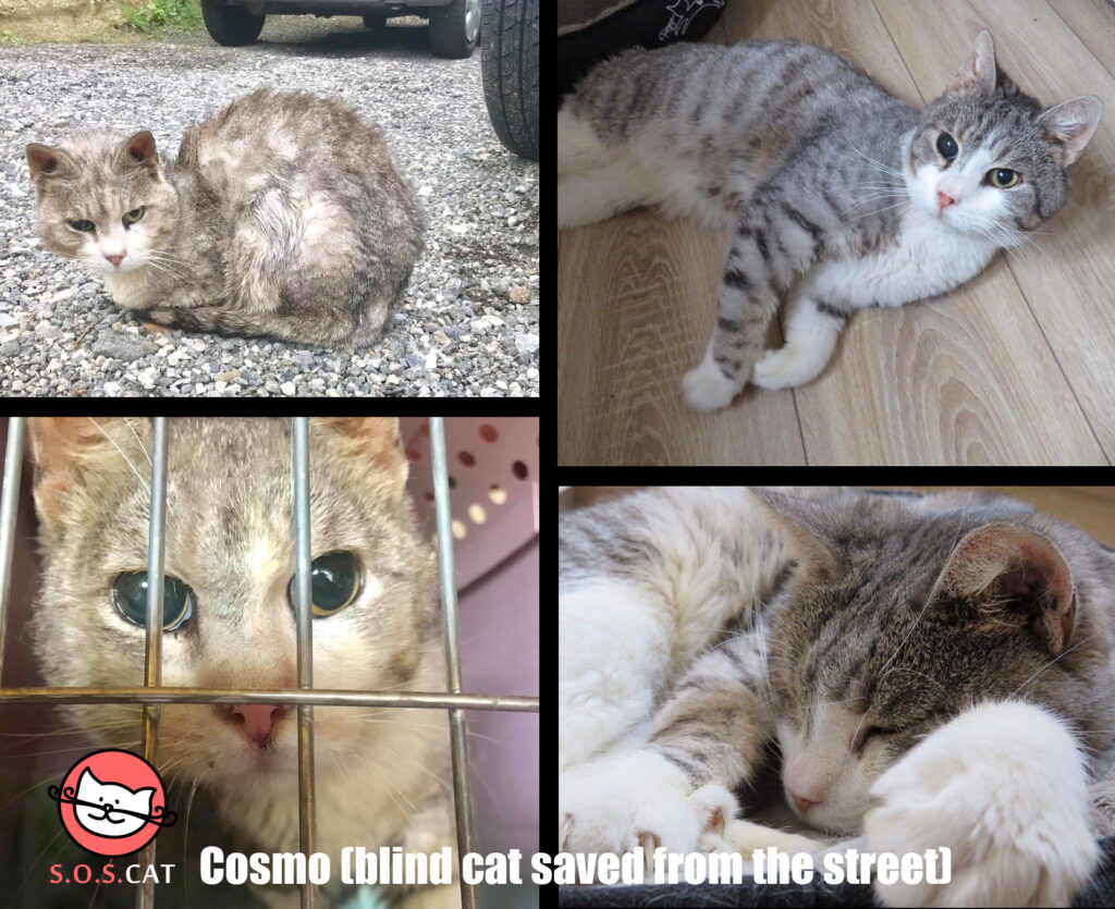 SOS Cat Rescue - SPCA International