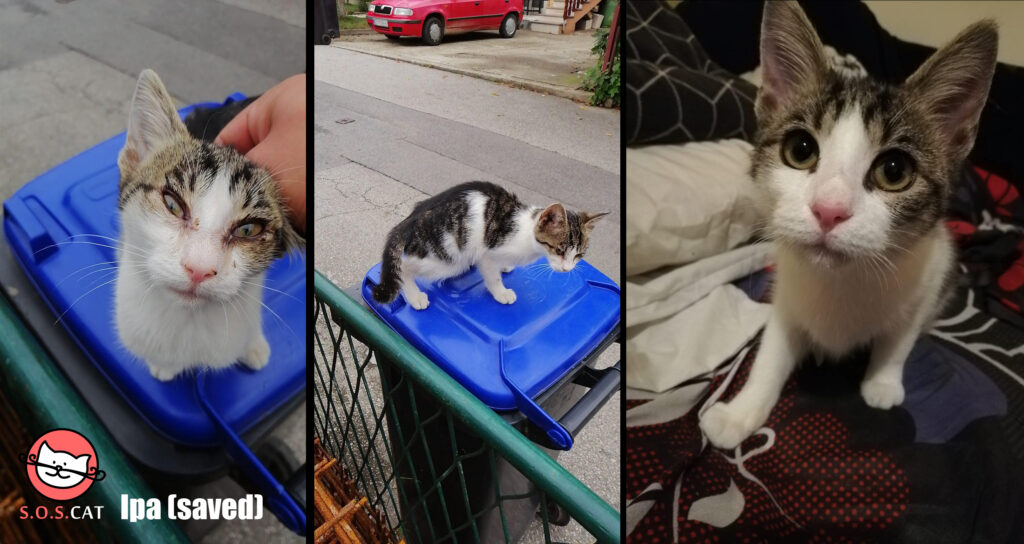 SOS Cat Rescue - SPCA International