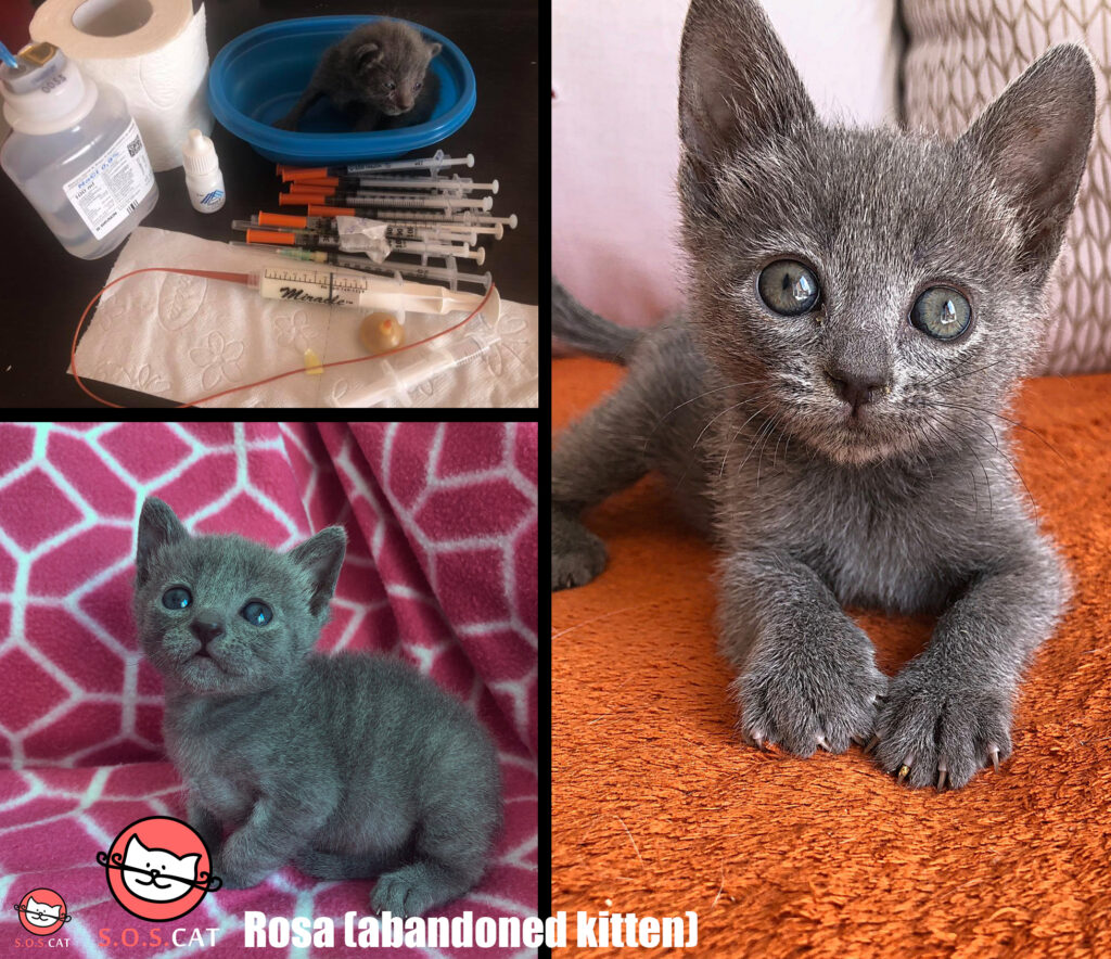 SOS Cat Rescue - SPCA International