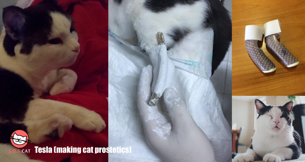 SOS Cat Rescue - SPCA International