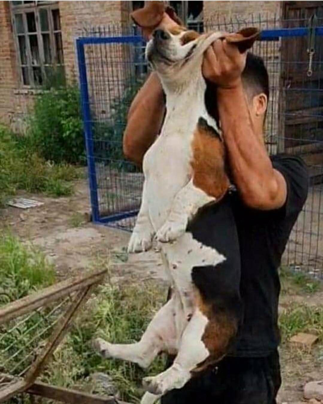 Slaughterhouse Rescues - SPCA International