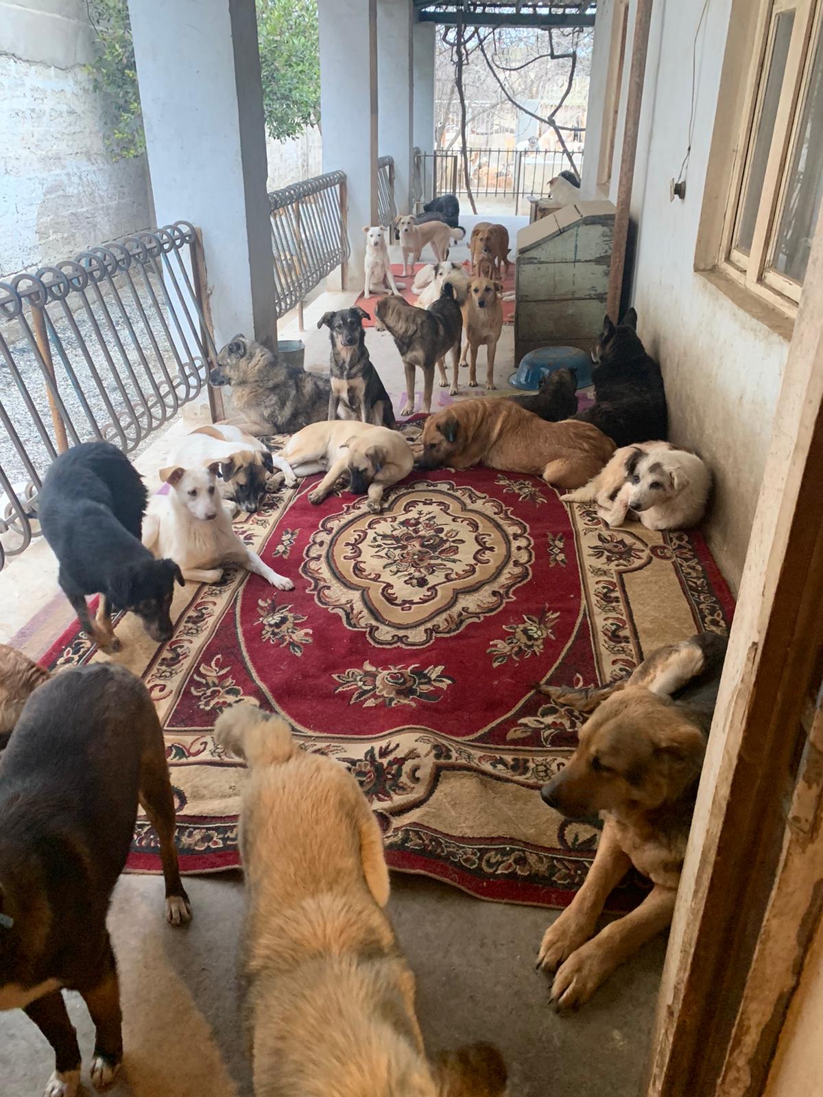 Good World Animal Rescue and Protection, Inc. - SPCA International