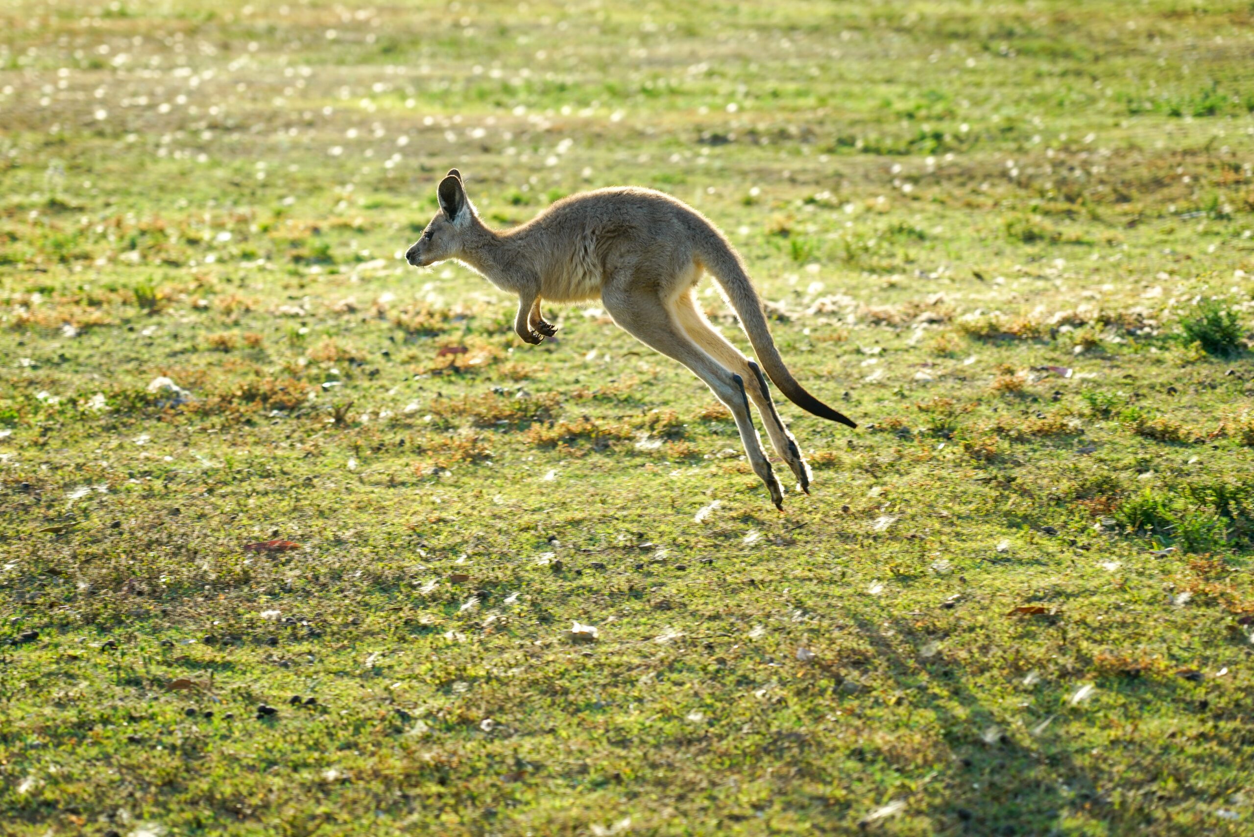 The Plight of the Kangaroo - SPCA International