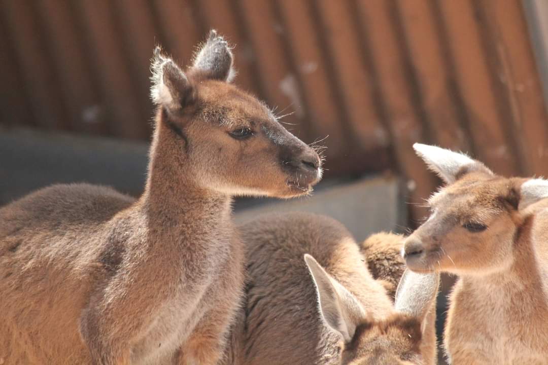 Jack the Kangaroo Returns to the Wild - SPCA International