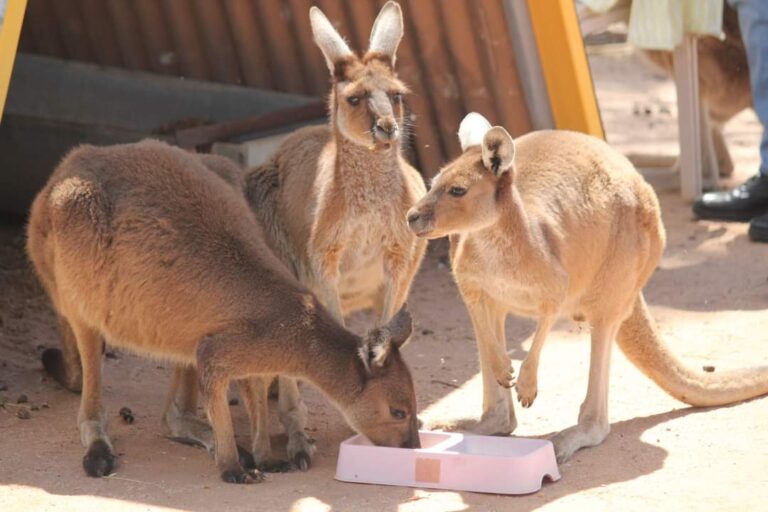 Jack the Kangaroo Returns to the Wild - SPCA International