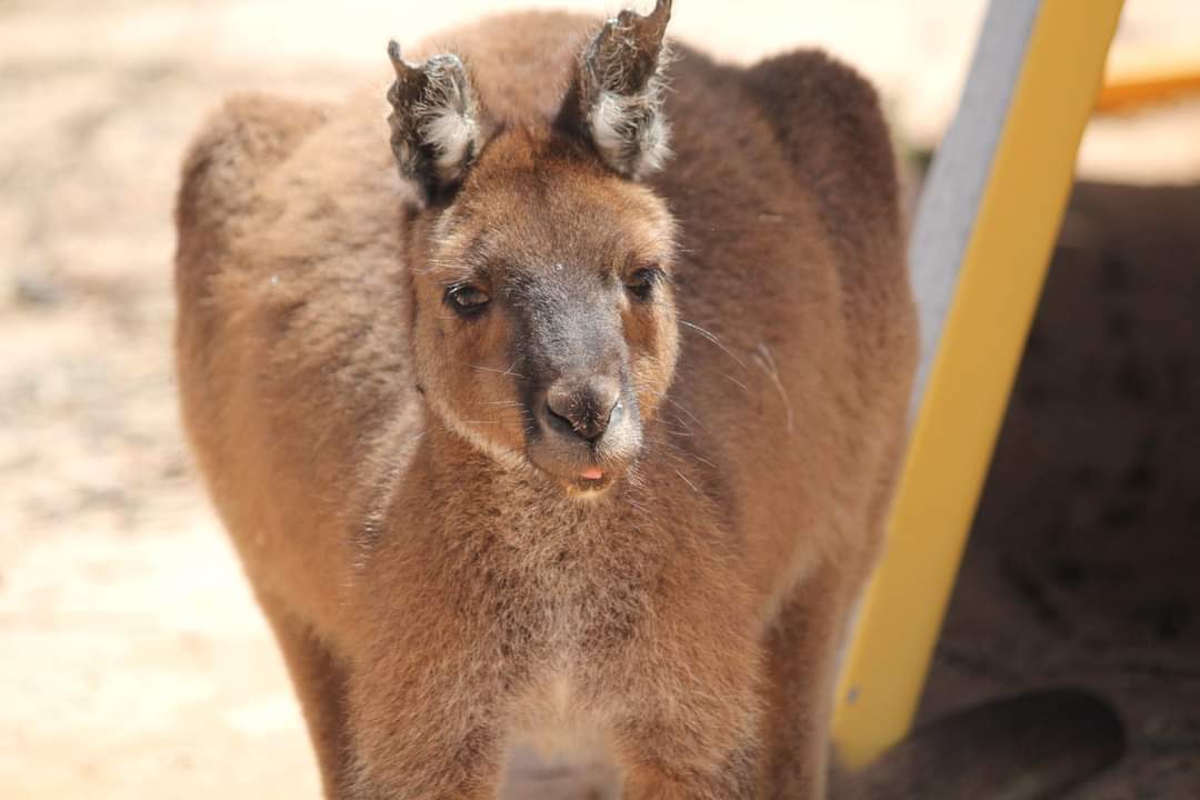 Jack the Kangaroo Returns to the Wild - SPCA International