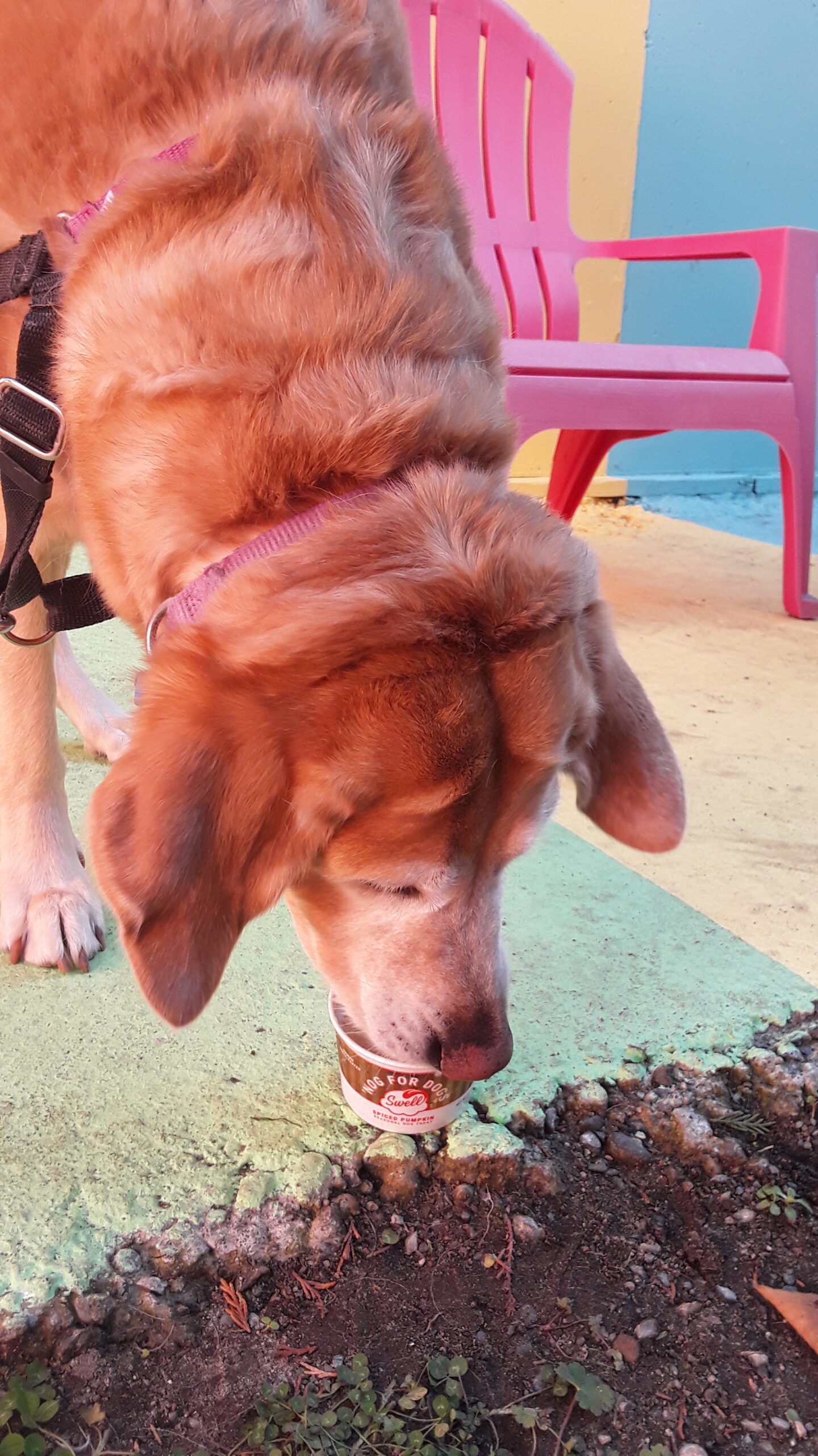 The Inside Scoop on Swell Dog Gelato with Founder Debbie Hendrickx ...