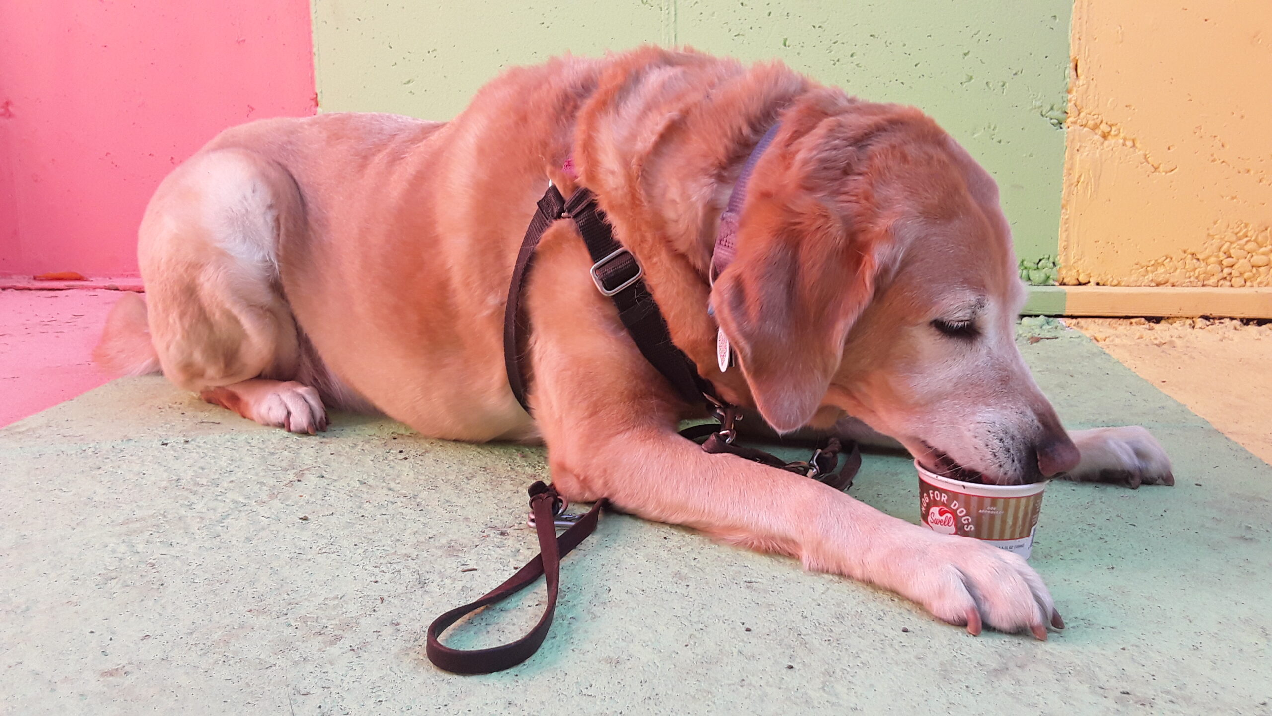 The Inside Scoop on Swell Dog Gelato with Founder Debbie Hendrickx ...