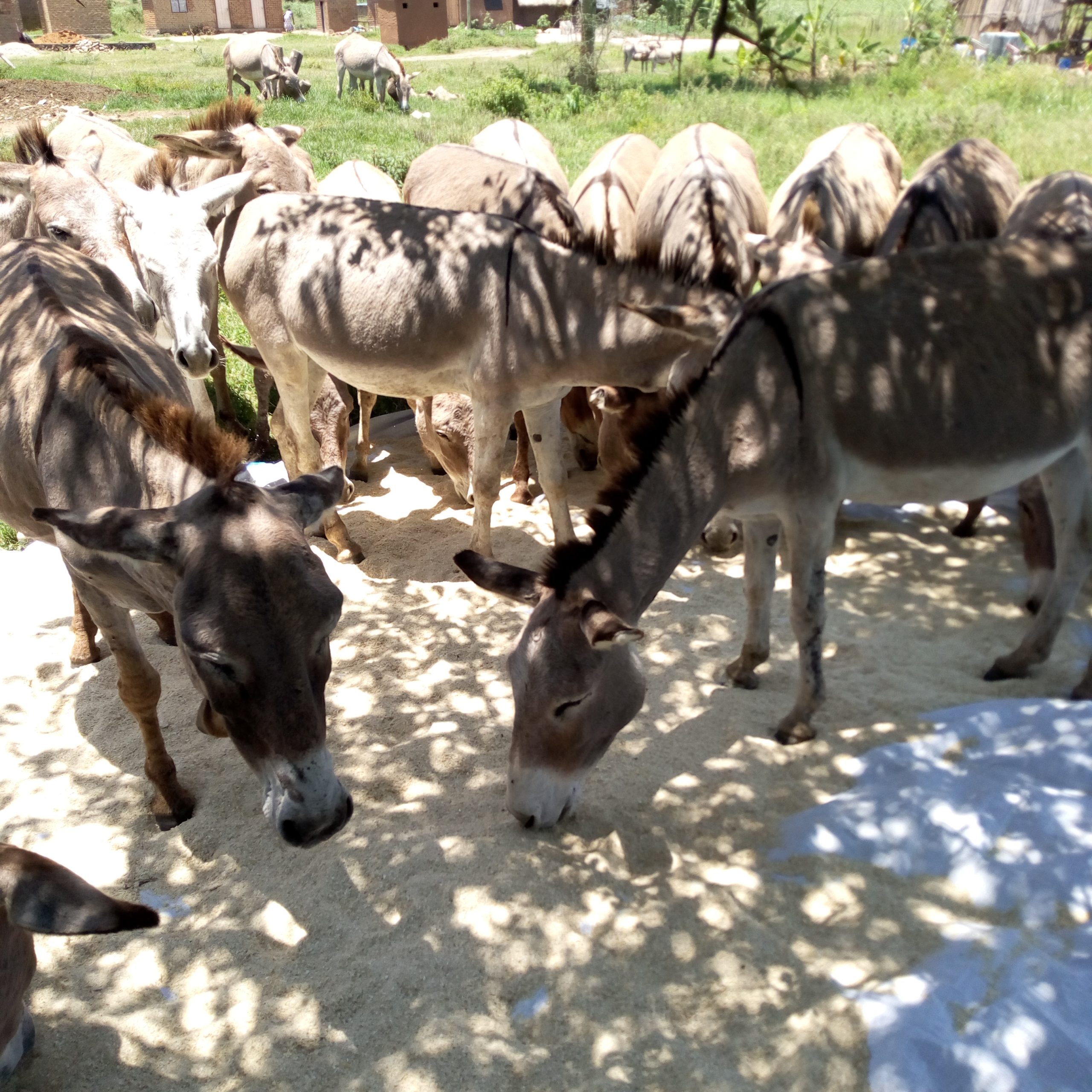 Saving Donkeys from Starvation - SPCA International