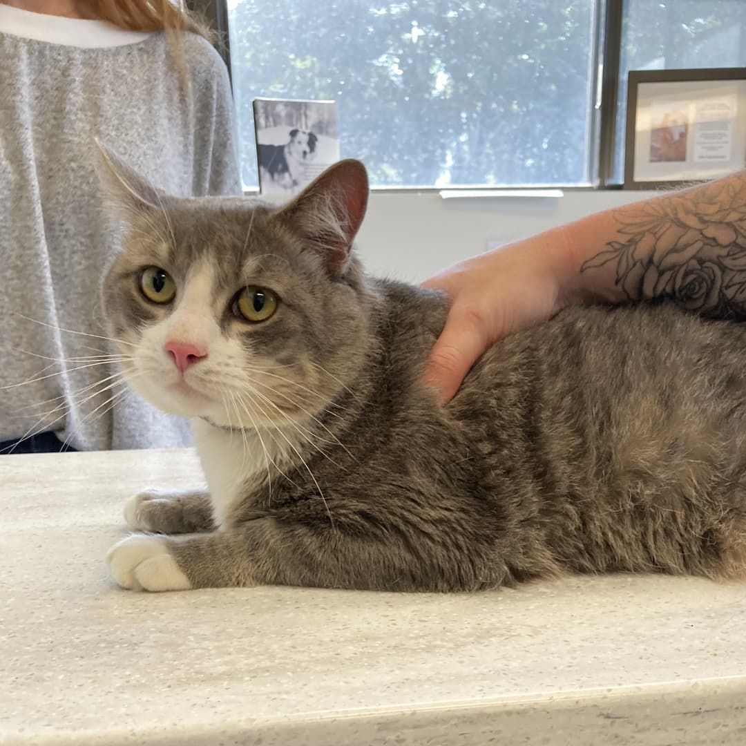 Putnam County SPCA - SPCA International