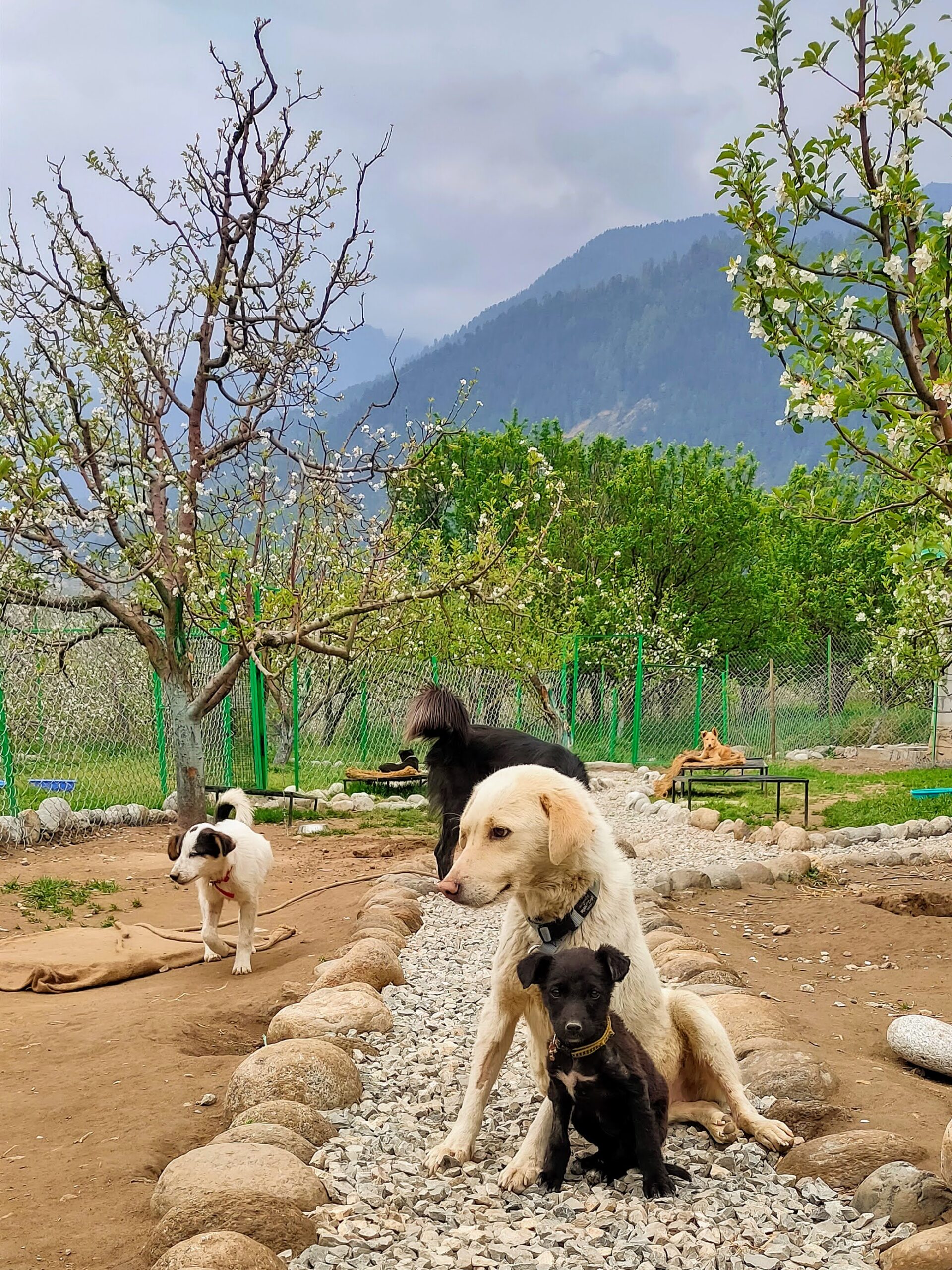Manali Strays - SPCA International