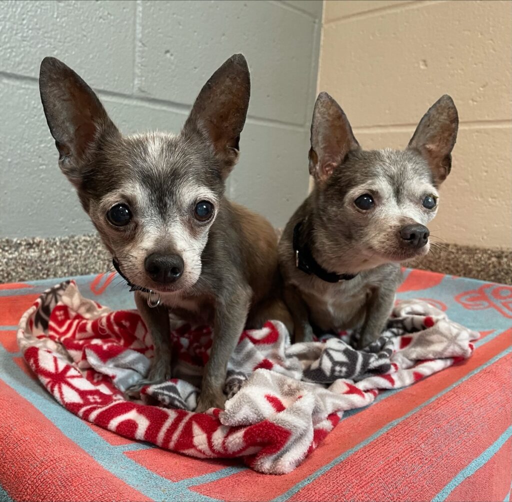 MSPCA-Angell - SPCA International