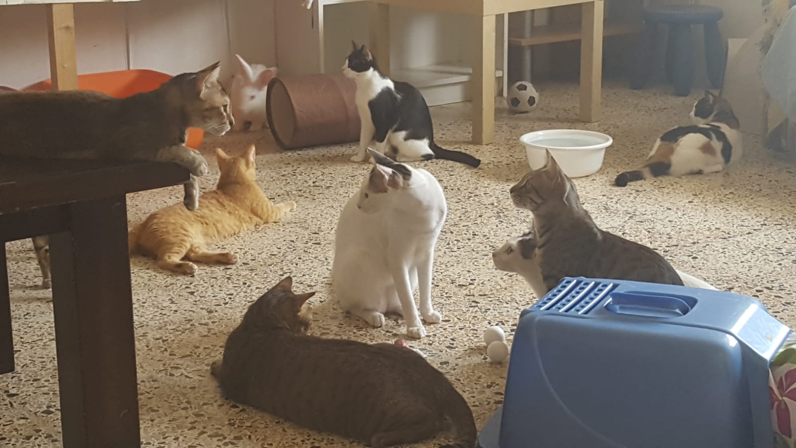 Paws Rescue Qatar - SPCA International