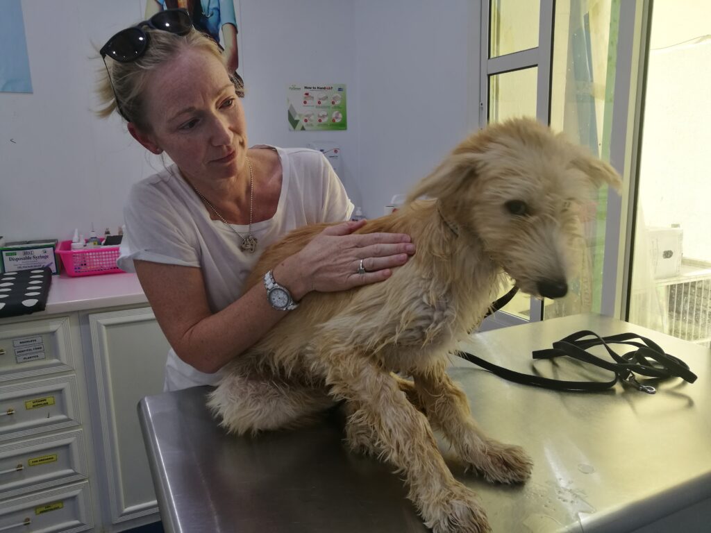 Paws Rescue Qatar - SPCA International