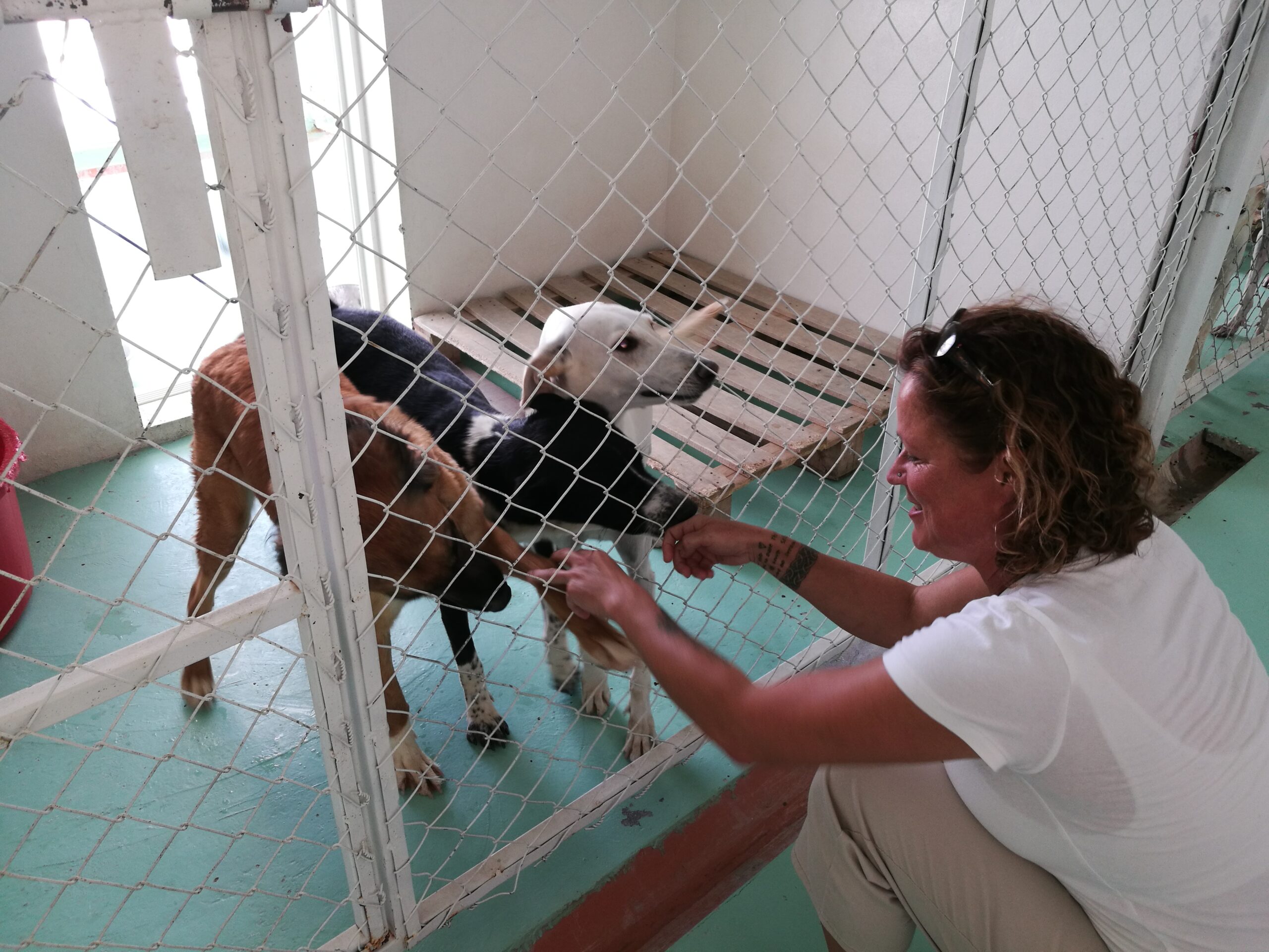 Paws Rescue Qatar - SPCA International