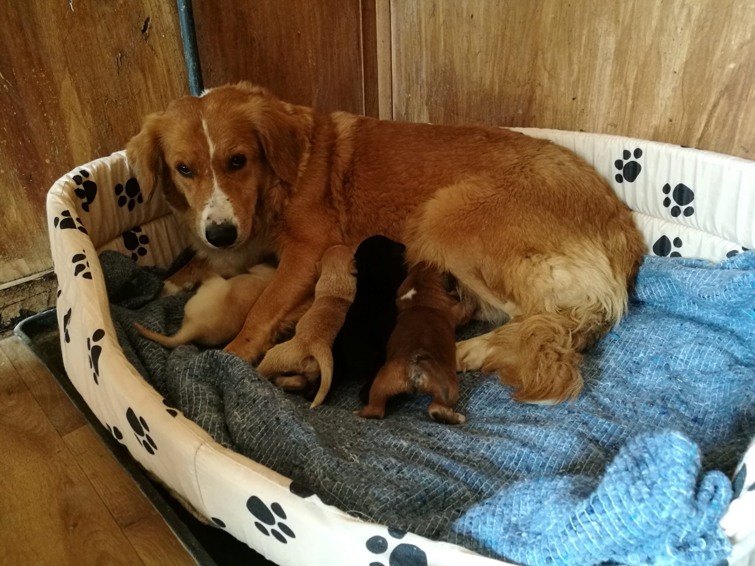 Paws Rescue Qatar - SPCA International