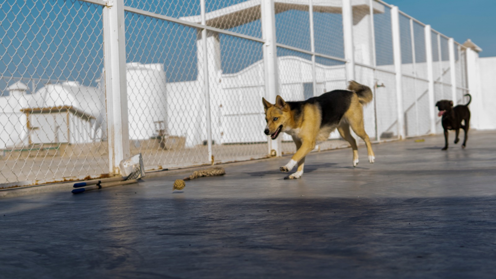 Paws Rescue Qatar - SPCA International