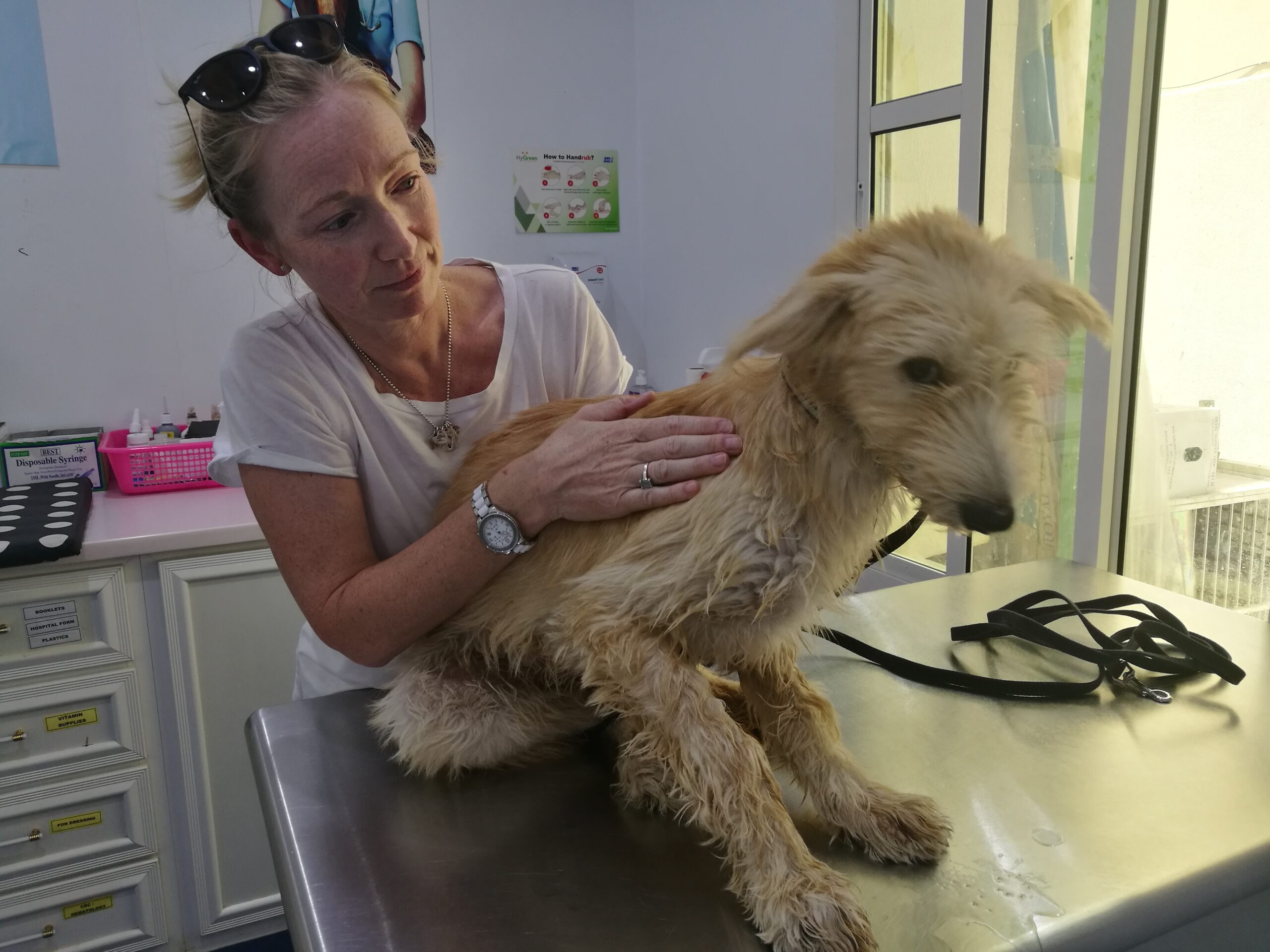 Paws Rescue Qatar - SPCA International