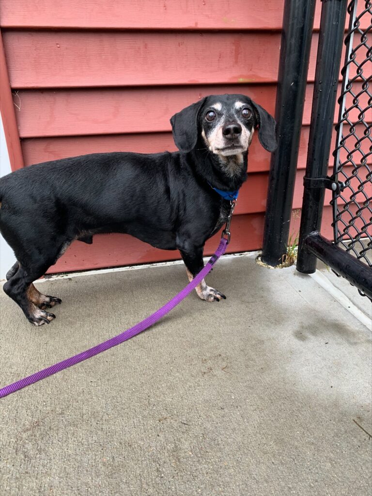 MSPCA-Angell - SPCA International