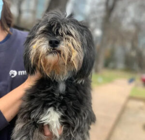 MSPCA-Angell - SPCA International