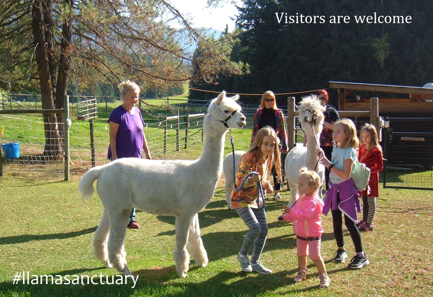 The Llama Sanctuary - SPCA International