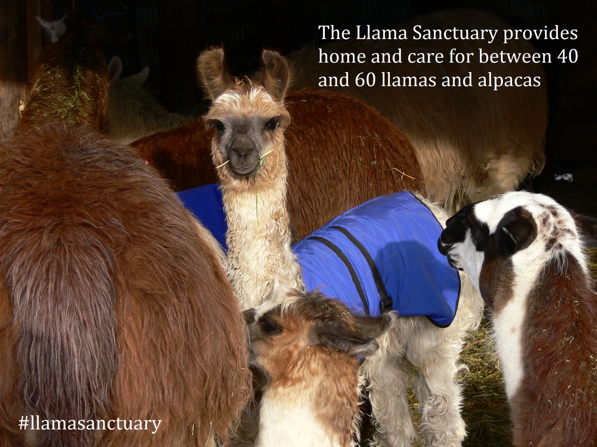 The Llama Sanctuary - SPCA International