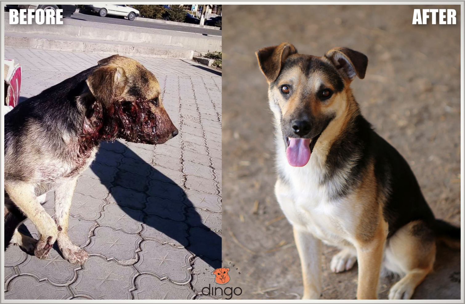 Animal Welfare "Dingo Team" - SPCA International