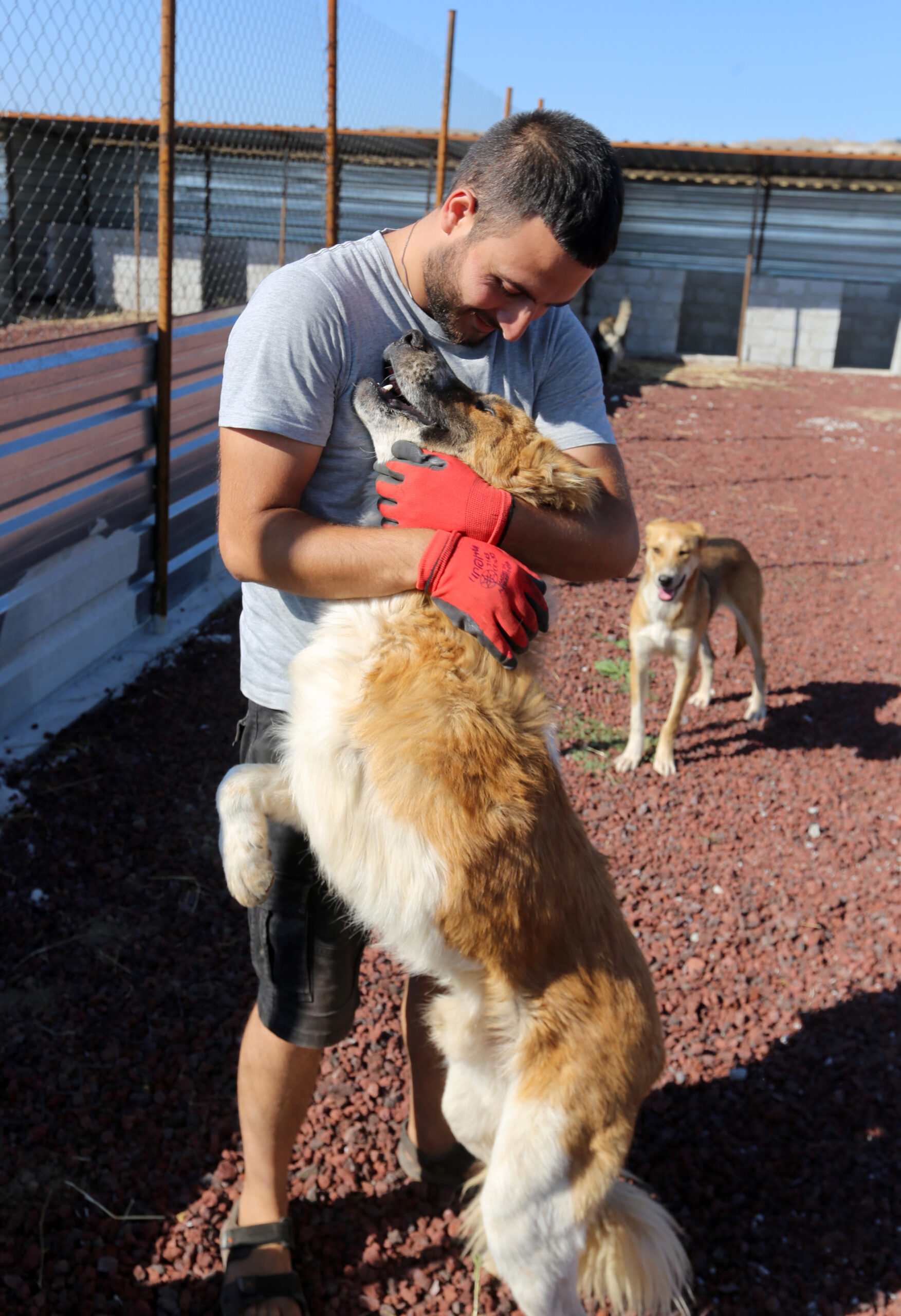 Animal Welfare "Dingo Team" - SPCA International
