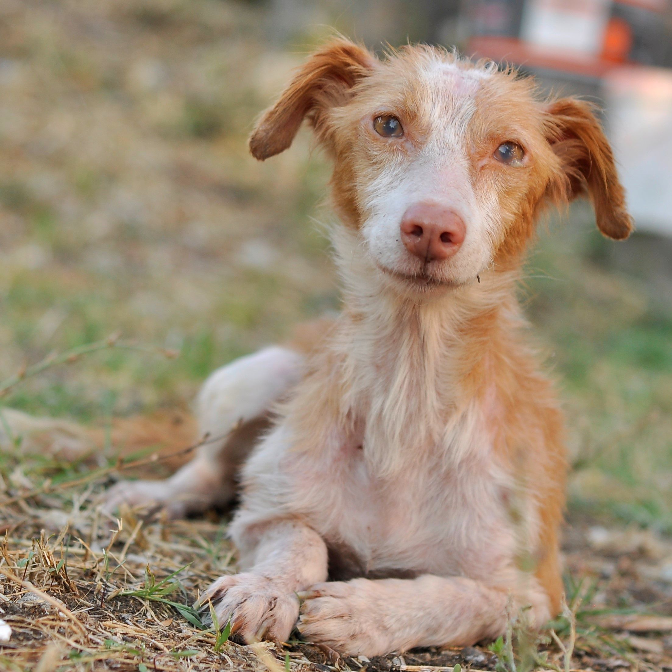 Stray Aid Montenegro - SPCA International