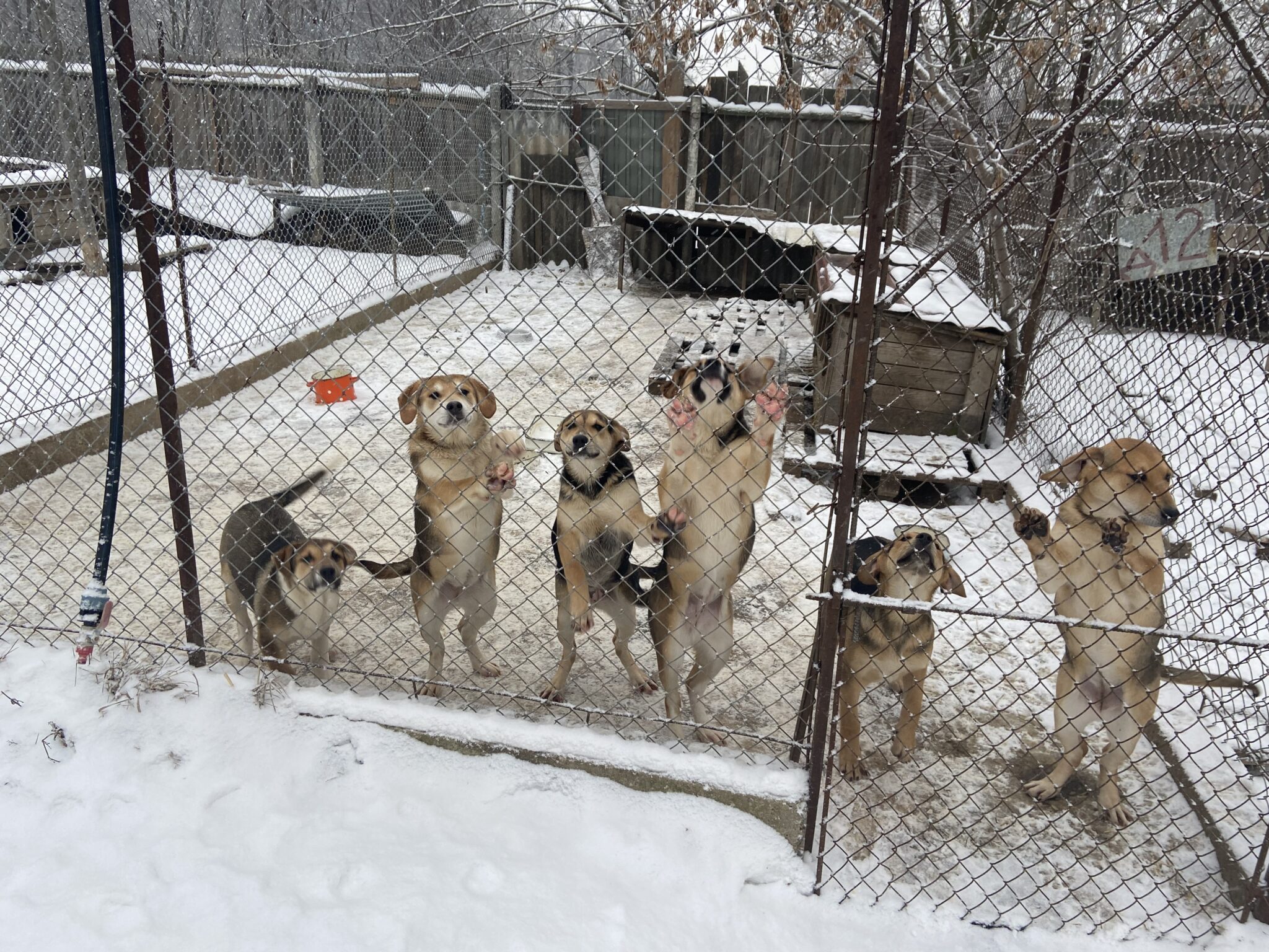 Gostomel Animal Shelter - SPCA International